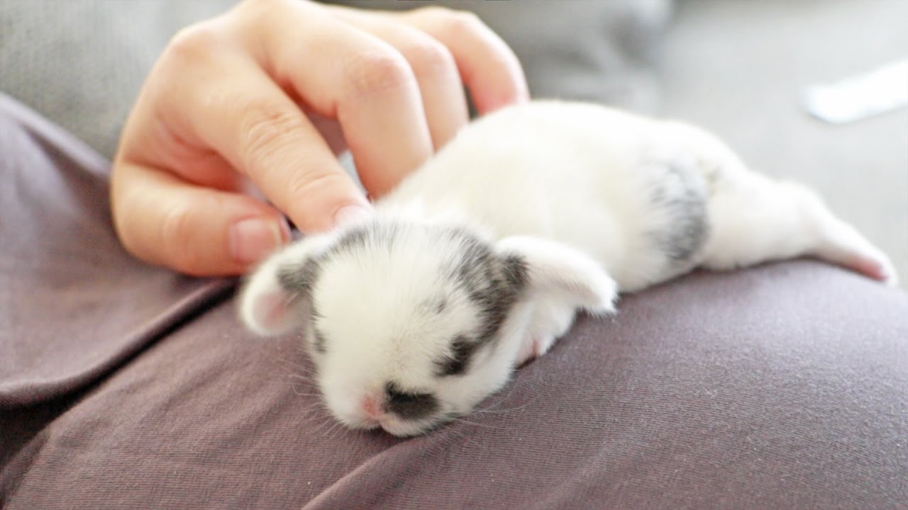 Baby Bunny on a Warm Pregnant Tummy - YouTube
