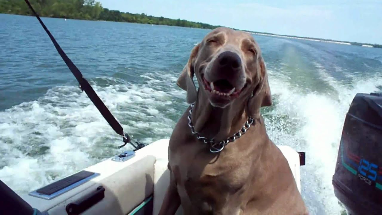 Super Britney my awesome Speed Boat Ride to doggy park - YouTube