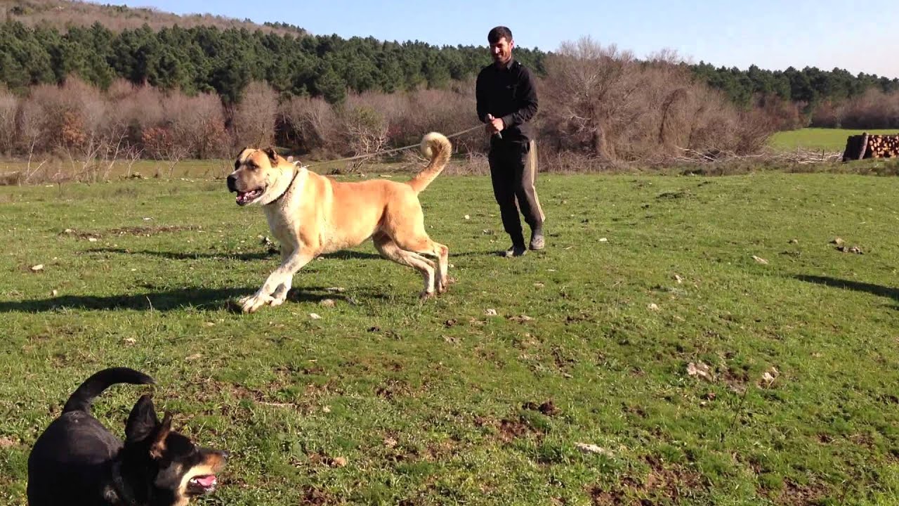 DAGESTAN VOLKODAV GLOCK - YouTube