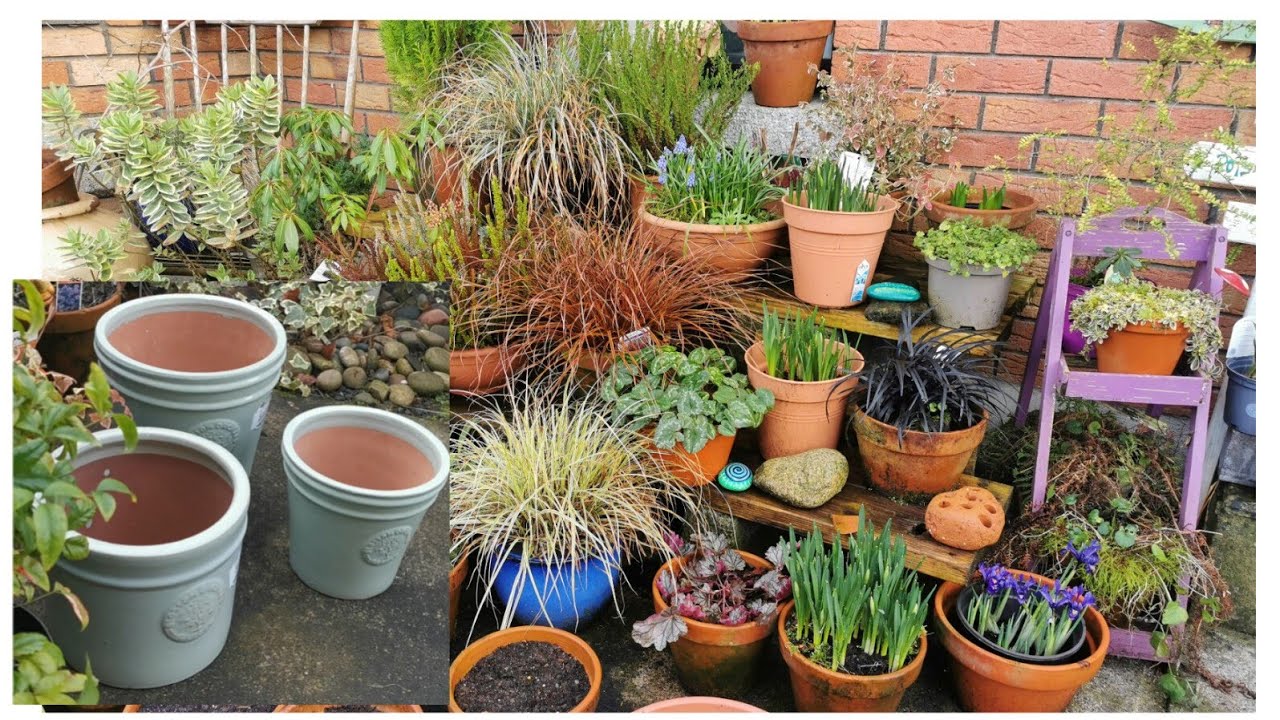 Garden (Courtyard) early February tour and new pots - YouTube
