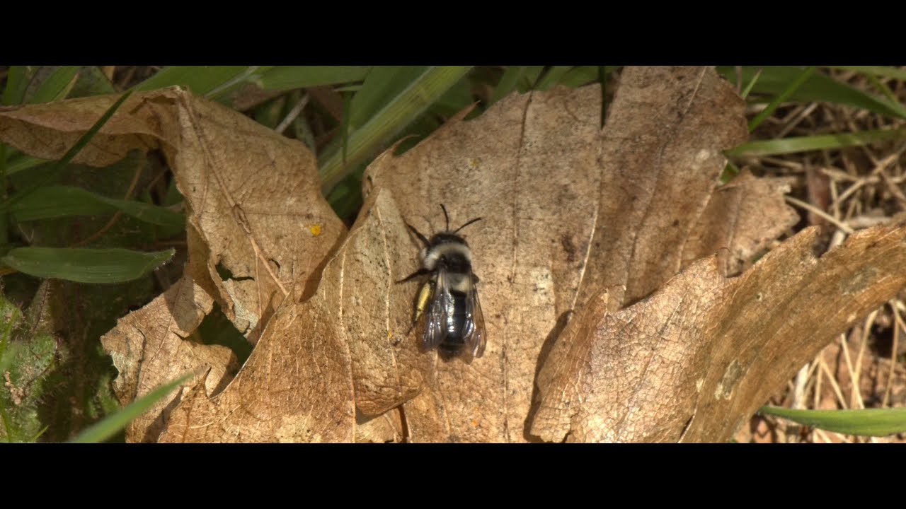 Solitary bees of Ward park tennis courts - Canon EOS-M Magic Lantern 2 ...