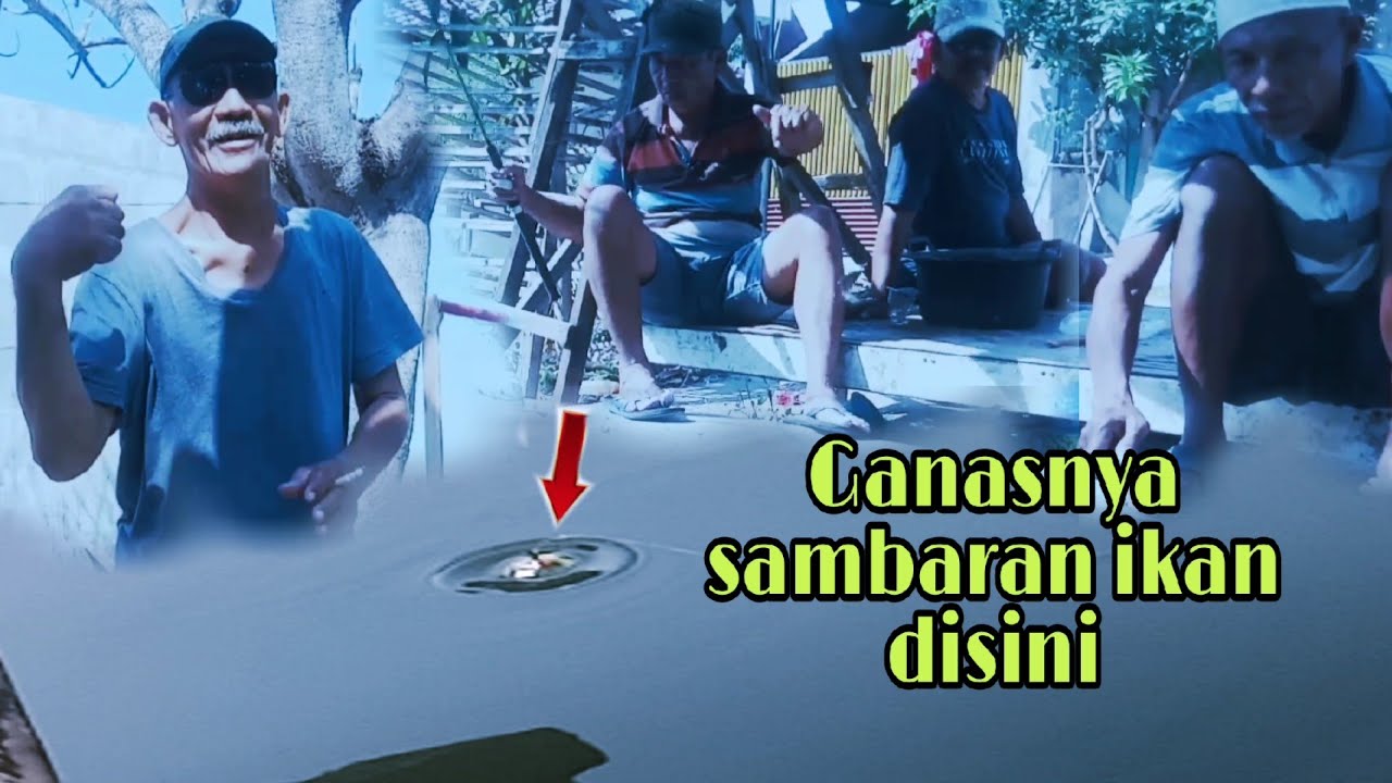 Mancing Ikan Manyu Umpan Sosis Sambarannya Banyak - YouTube