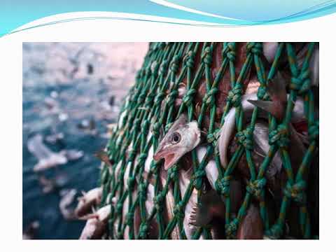 English - Class 3 - Lesson 3 - A Little Fish Story | By M Saraswati ...