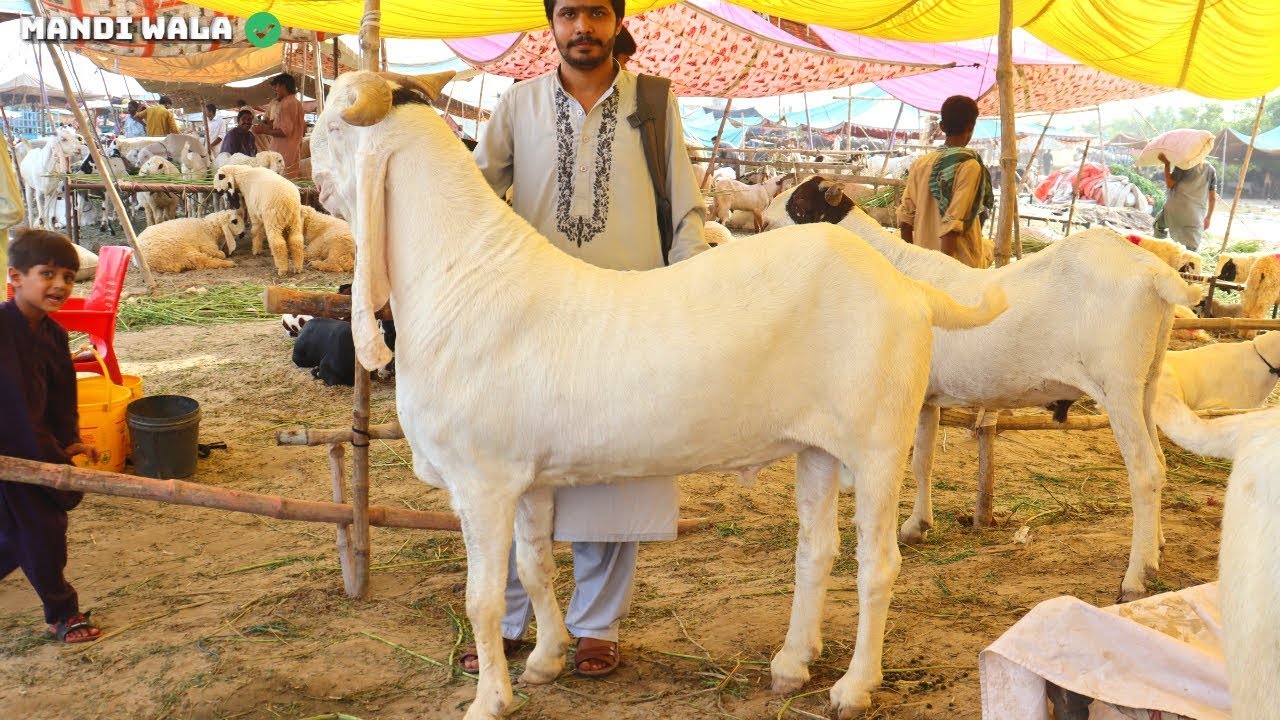 bakra mandi pakistan 2020 | bakra price in pakistan 2020 | bakra mandi ...