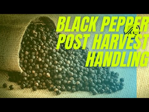 Black Pepper Processing and post harvest #spice#blackpepper#jrf#srfupsc ...