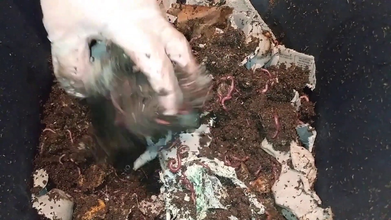 Feeding the Swamp Worms - VermiBag Minimist - vermicompost & bait worms ...