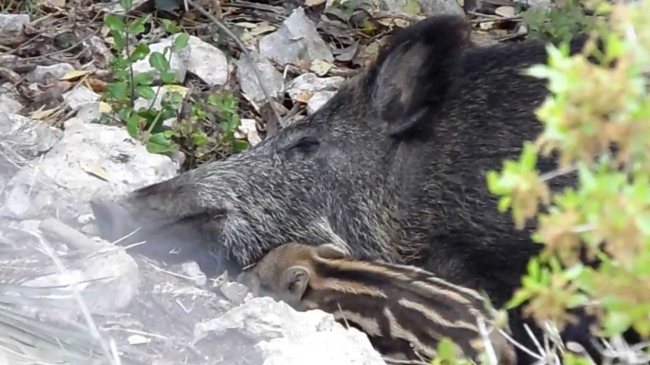 Porc senglar amb la seva cria - YouTube