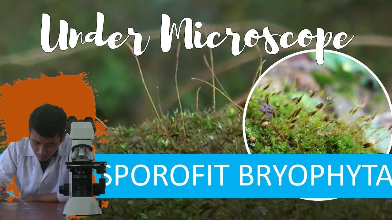 Under Microscope! Phylum Bryophyta (Tumbuhan Lumut)|| Sporofit - YouTube