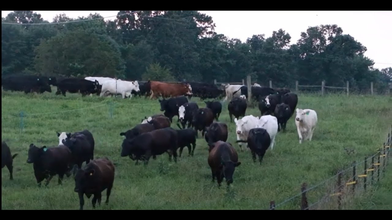 Late Night Cattle Drive - YouTube