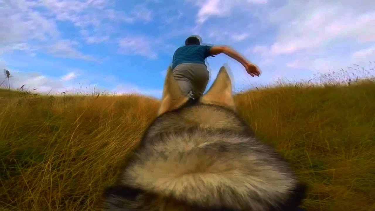Thor the Dog and GoPro Hero 3+ Black With Dog Harness - YouTube