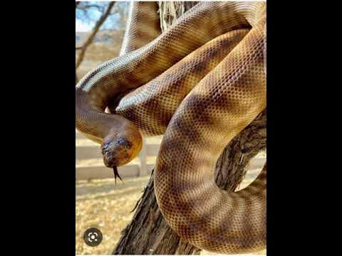 Ramsay Python Snake ! @user-dw5ui5zj9x - YouTube