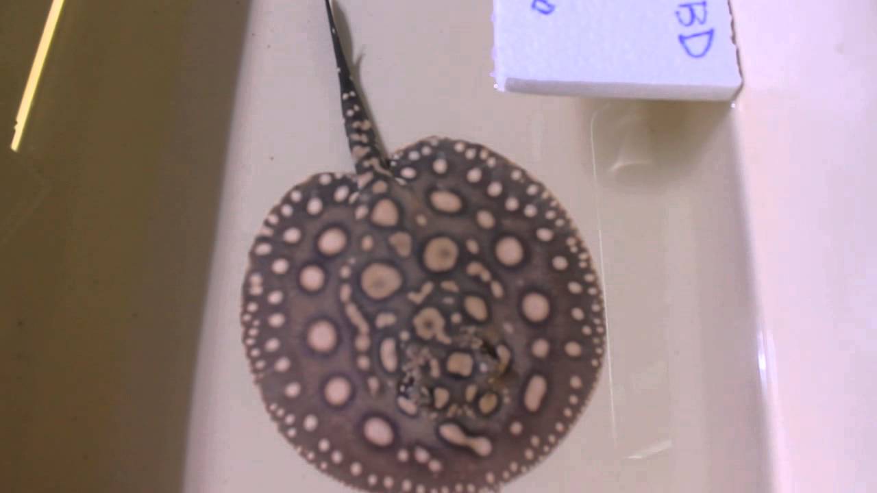 Mantila+Black Diamond Ray (Hybrid) - YouTube