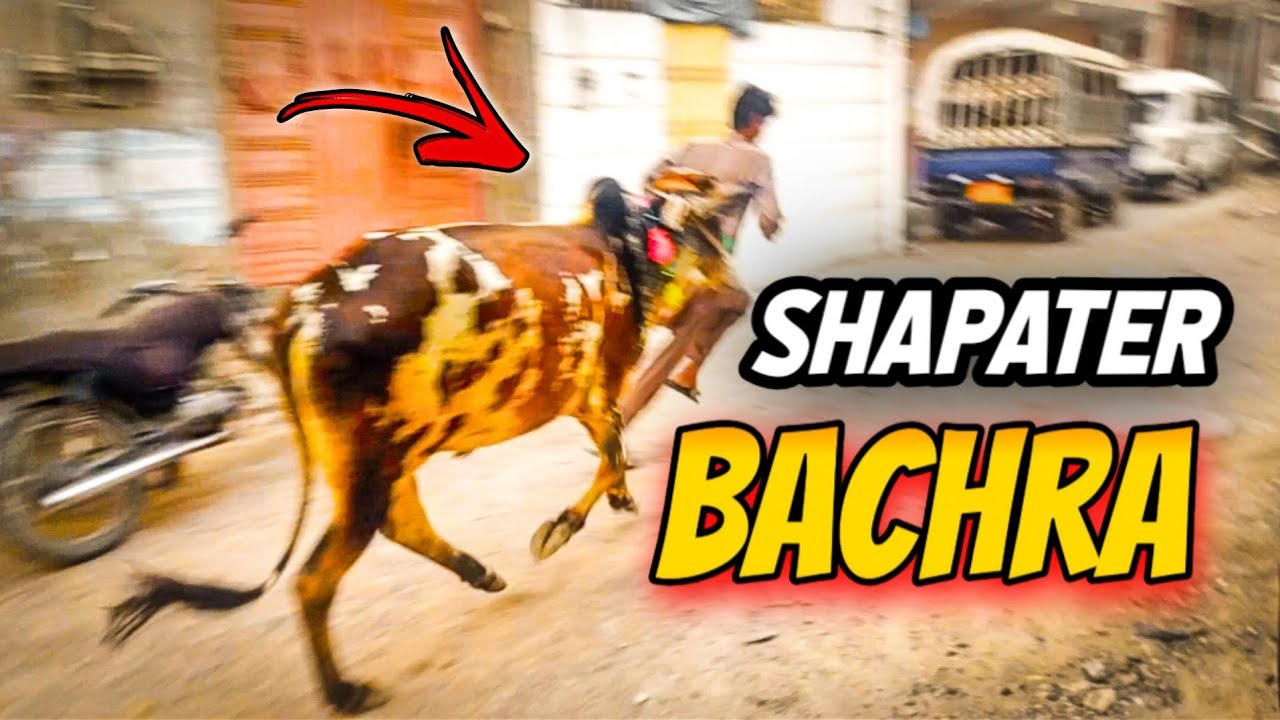 Hamara Bachra Bhaag Gya? 😳 Shapater bachra 🥵 - YouTube