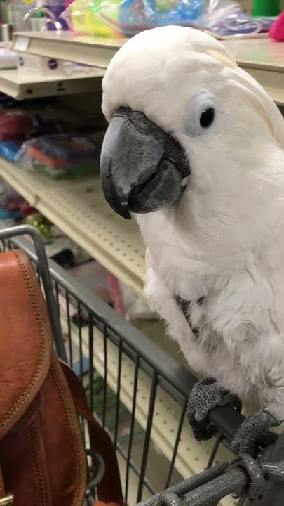 Cockatoo Shopatoo- B throws screwdriver after Mom asks him not to -the quest for more toys ...