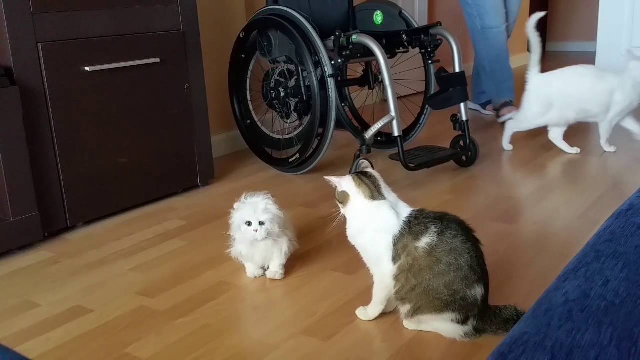 Gato falso - YouTube