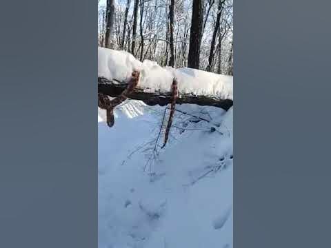 Рождество в лесу!!! - YouTube