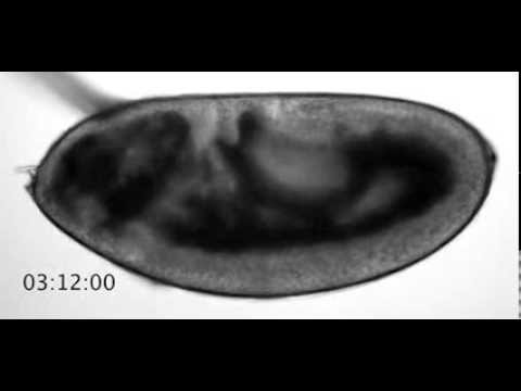 Drosophila embryogenesis: from fertilization to larva hatching - YouTube
