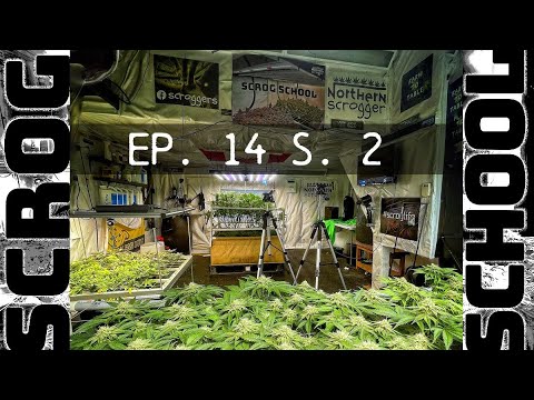 Ep 14 S 2 SCROG SCHOOL Sponsored by Seedsman - YouTube
