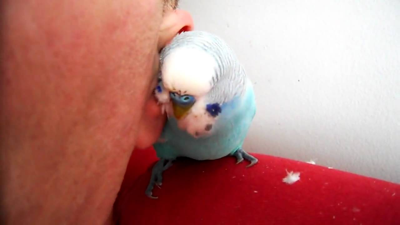 My budgie is in love with my ear - YouTube