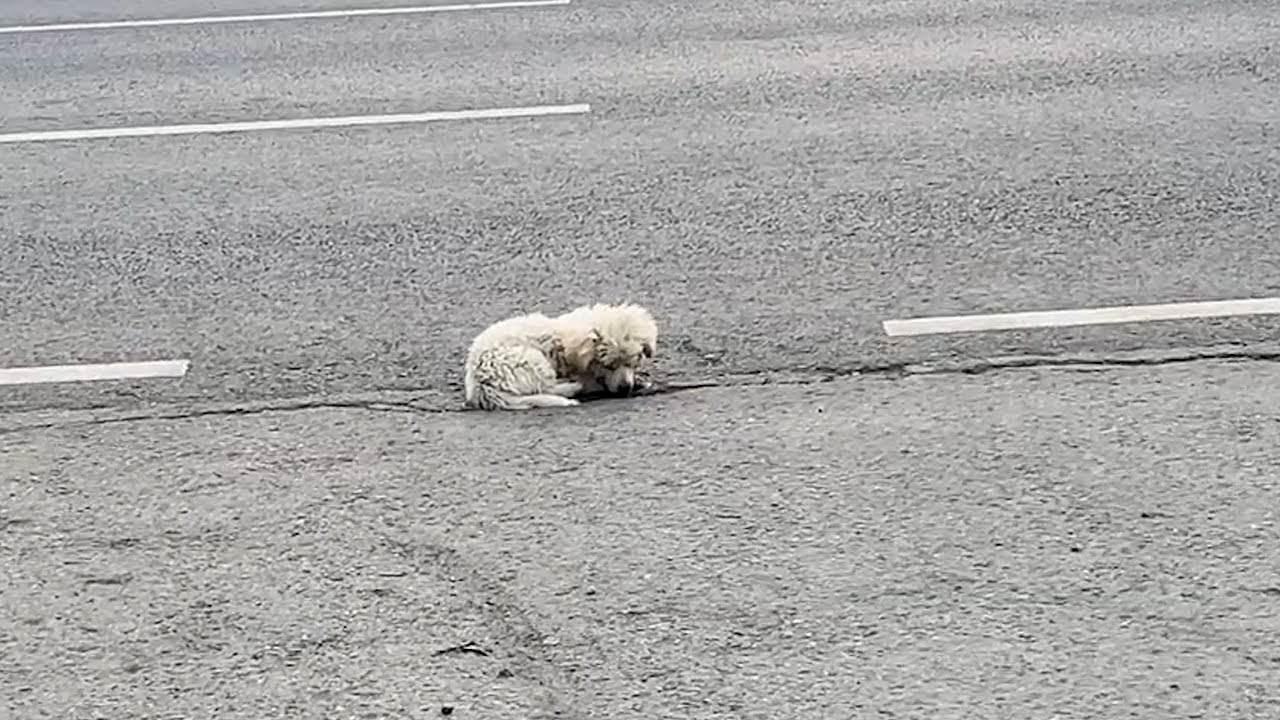 Stray dog involved in a car accident waits quietly on the side of the ...