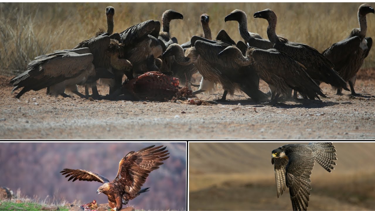 Sky Predators: The Birds That Only Eat Meat | Fixo TV | - YouTube