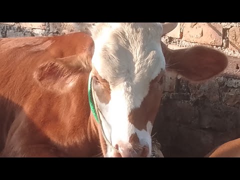 ciri ciri sapi bali. dara bali ib atau hamil 3 bulan. dan sapi dara bali minta kawin atau birahi