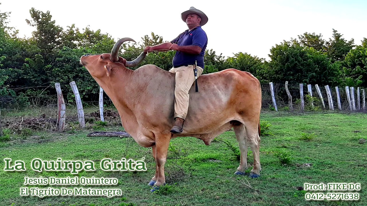 La Quirpa Gritá - Jesús Daniel Quintero El Tigrito De Matanegra ...