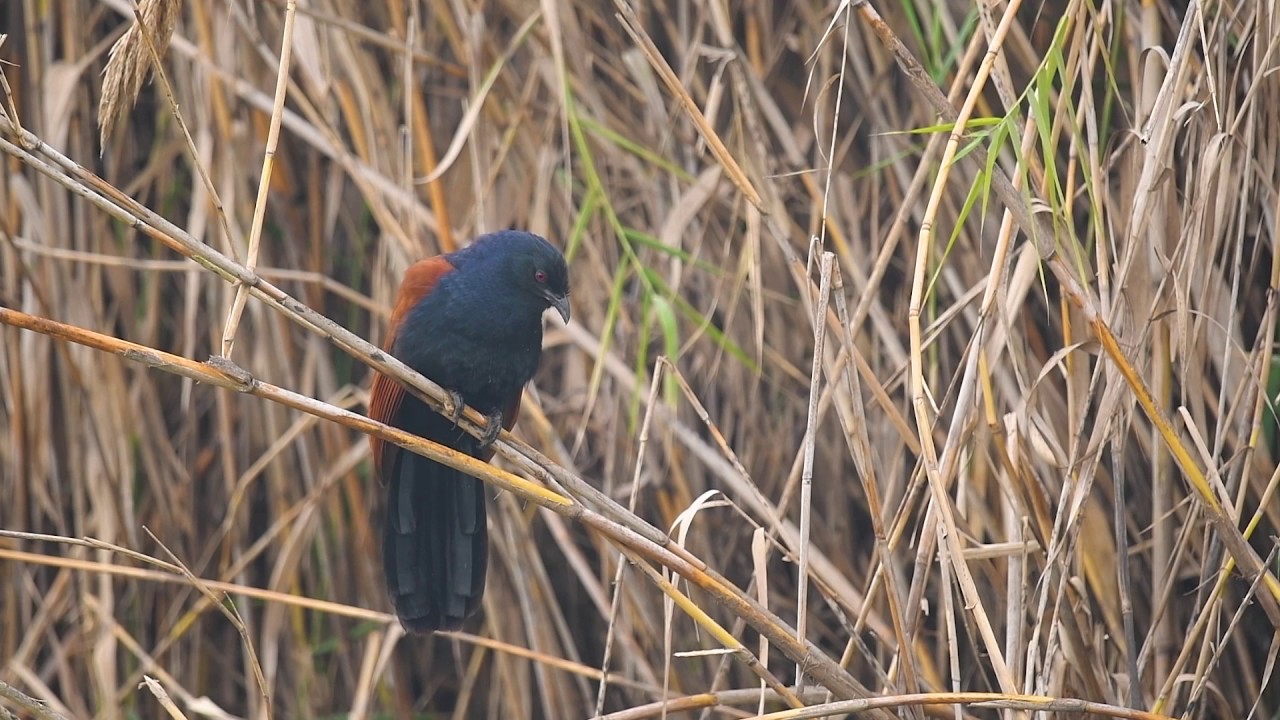 Greater coucal calling - YouTube
