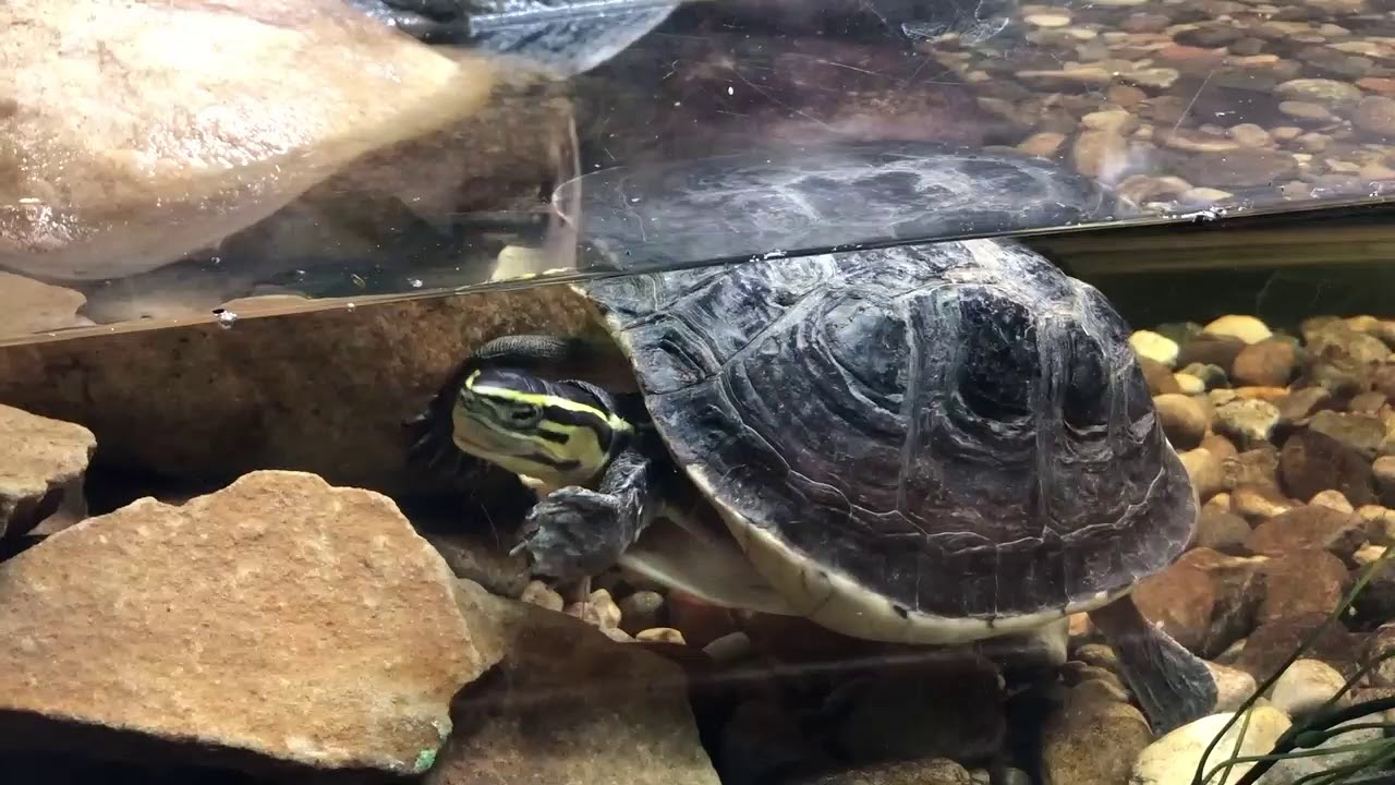 Malayan Box Turtles - YouTube