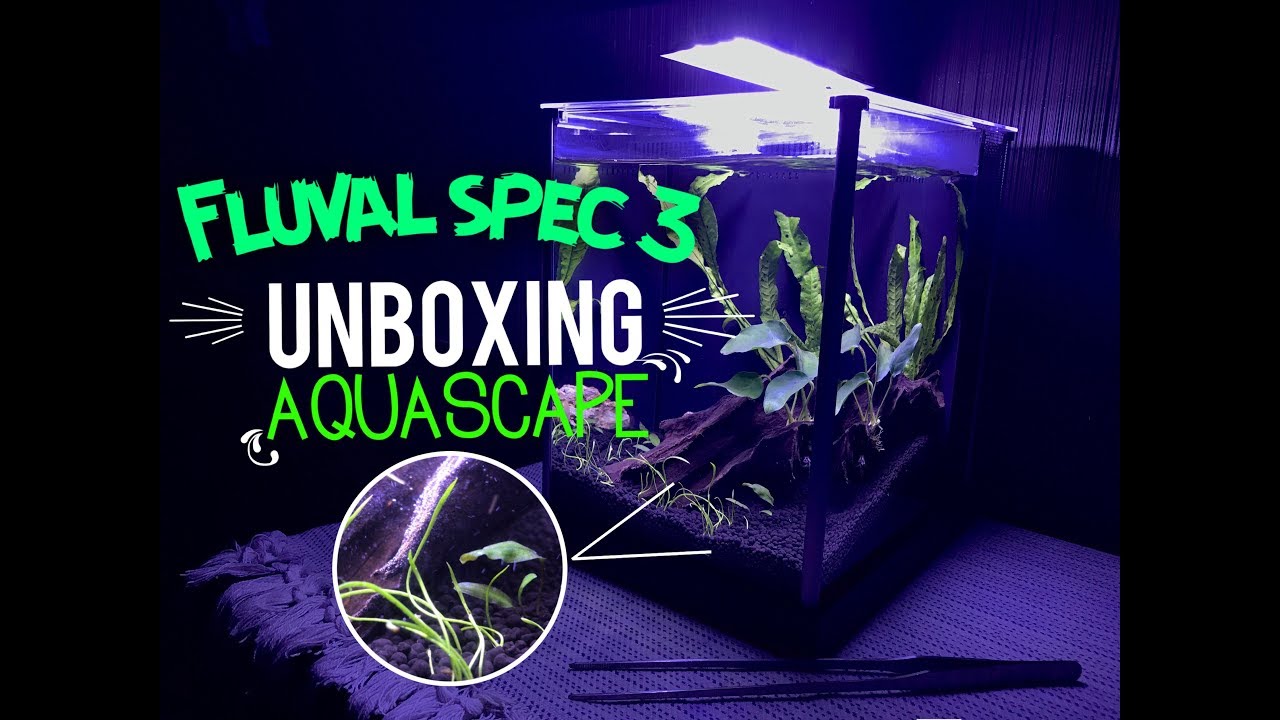 Fluval Spec 3: Unboxing & Set-Up - YouTube