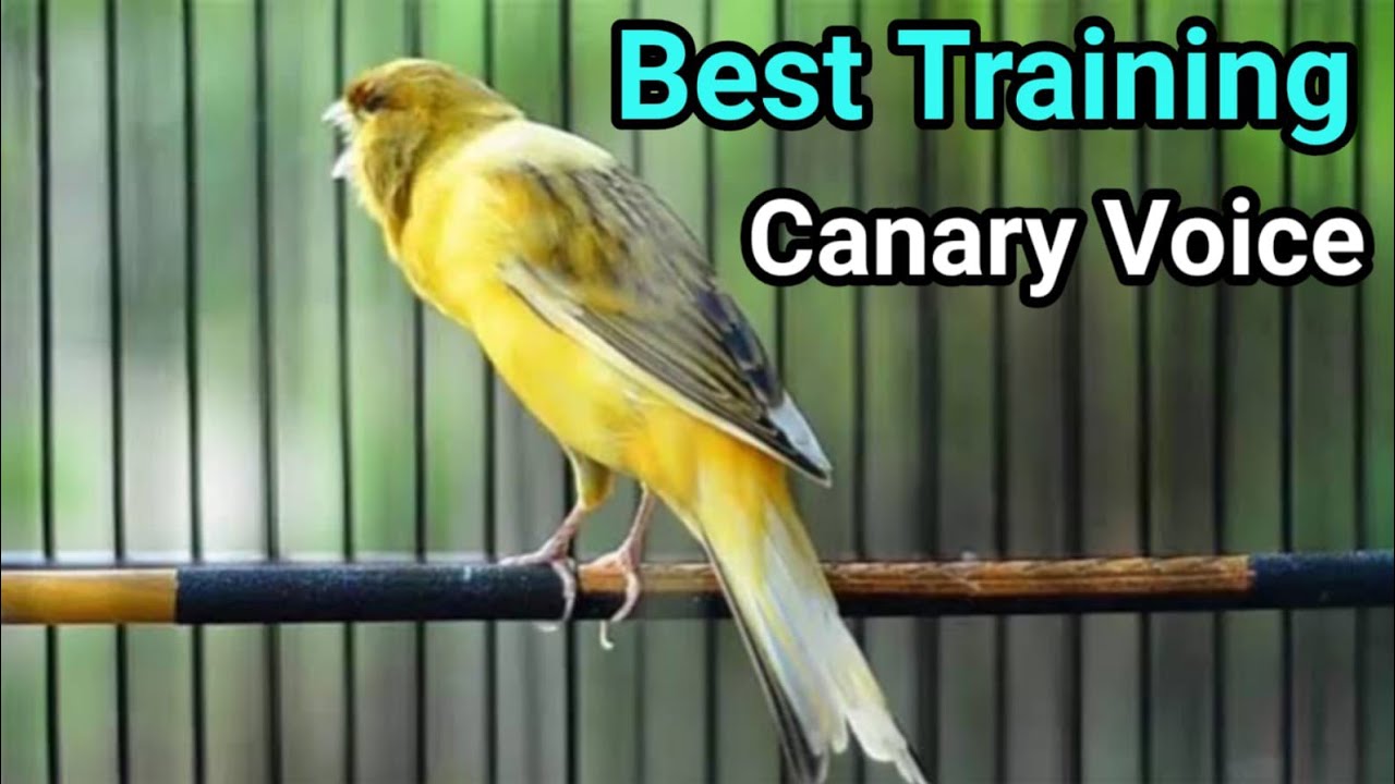 Most Beautiful Canary Bird Singing Song For Training Canaries - YouTube