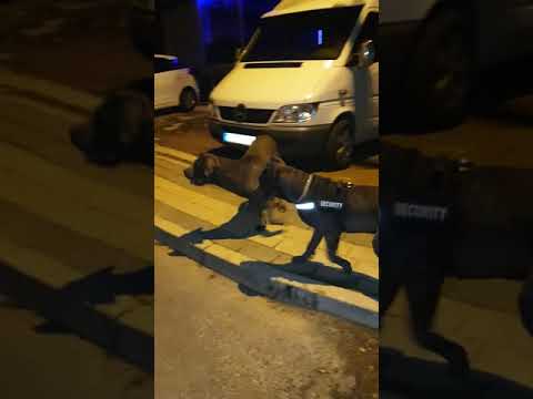 CANE CORSO Pars'a gelin adayı HERA