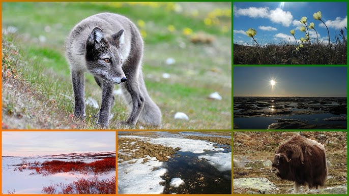 Animales Y Plantas Del Bioma De La Tundra Tundra: Flora, Fauna, Clima,