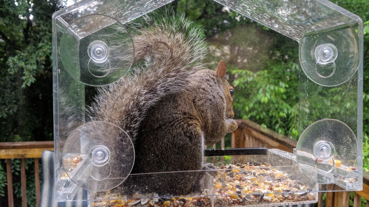 Squirrel Test! - YouTube