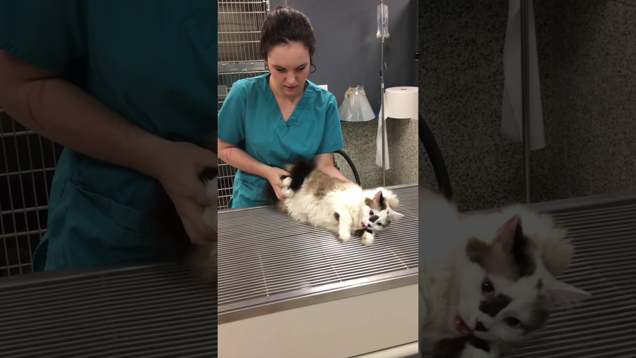 Cat Lateral Recumbency - YouTube
