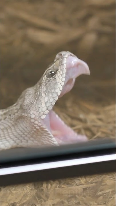 Western Diamondback Rattlesnake yawning #snakes #animals #rattlesnake ...