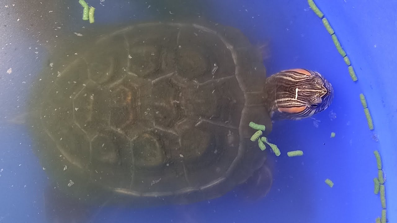 Turtle 🐢 journey | Day 676 Turtle Live streaming - YouTube