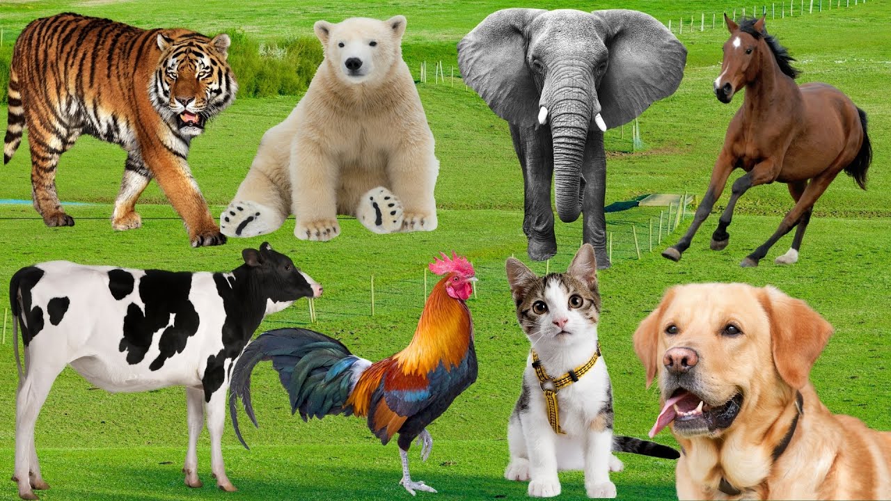 Everyday Moments of Animals: Chicken, Goat, Cow, Sheep, Buffalo, Dog ...