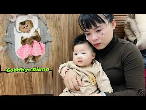 Goodbye!  mother cries as she can't find Diana the monkey after she's been missing for days.