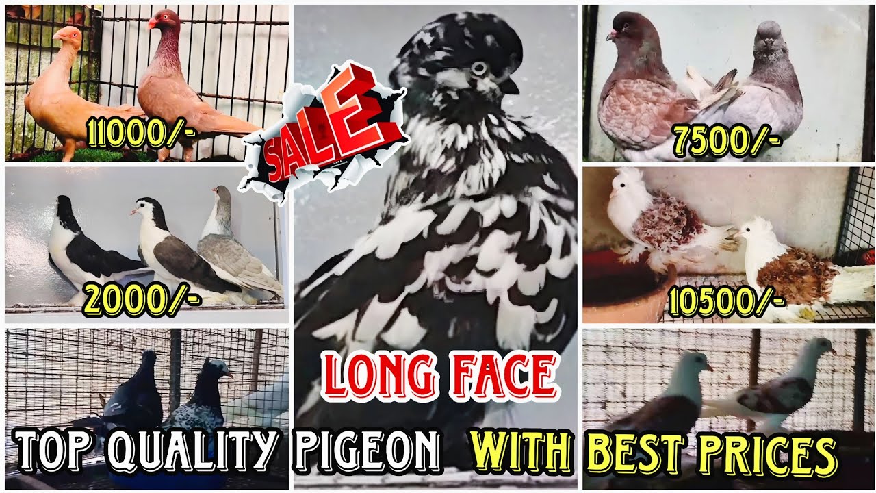 Beautiful Quality Fancy Pigeon New Stock, Frillback, Siraji, Mukkhi ...