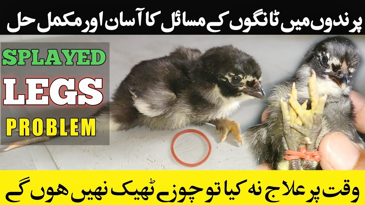 Chicks Splayed Legs treatment | Fix splayed legs issues By Aamir - YouTube