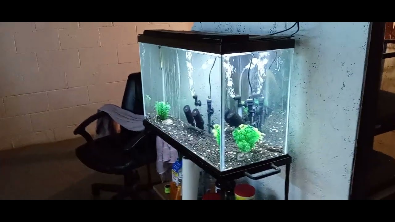 Feeesh! (Sept. 16th, 2023) - YouTube