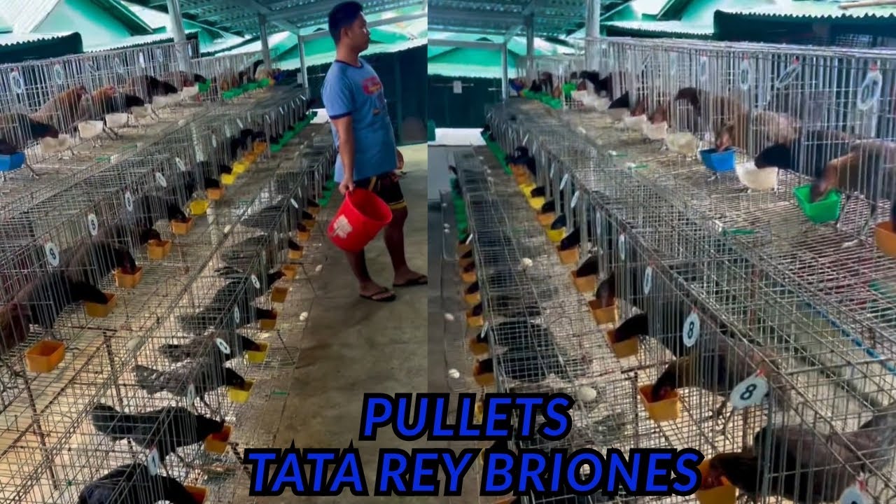 PULLETS Tata Rey Briones - Feeding Time Shape Indoor Chicken Coop Big ...