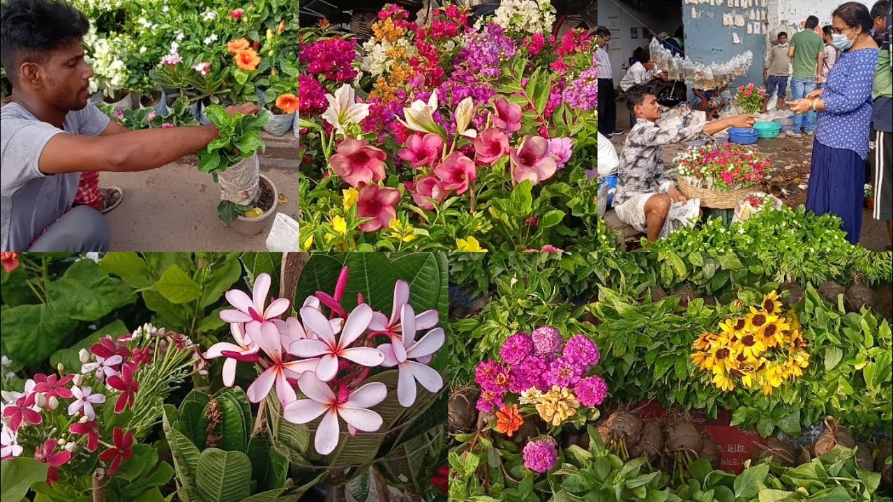 Mulberry Plant Madhumalati Chapa Plant Allamanda Plant Zinnia Spider ...