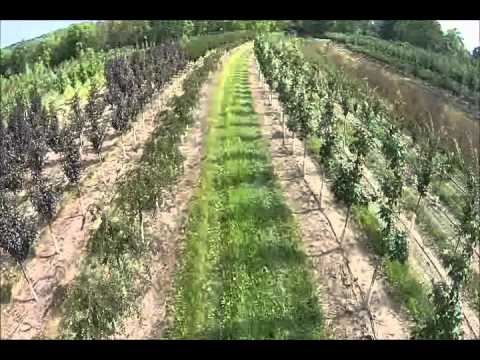 Tree Spacing Tips - YouTube