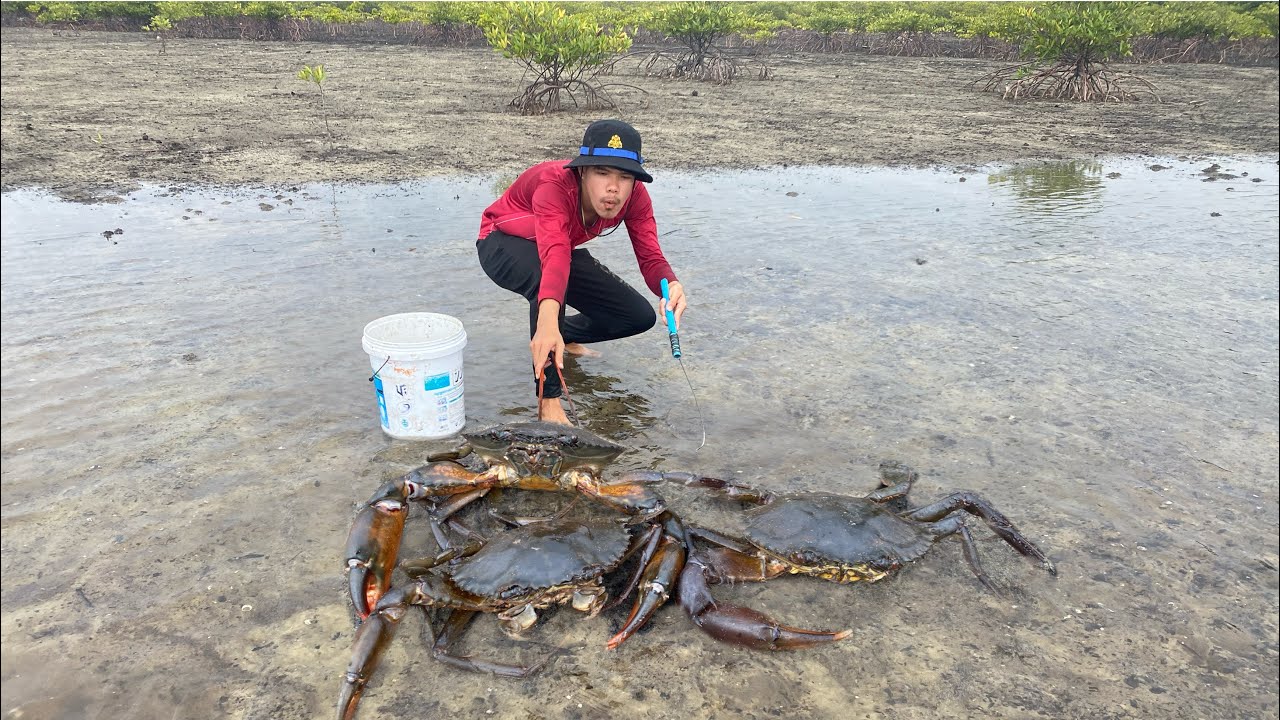 Wow wow amazing big crabs catching giant mud crab after water low tide - that's amazing - YouTube