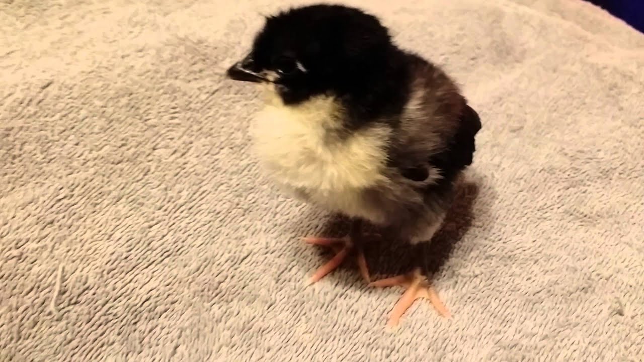Black Australorp Baby Chick - YouTube