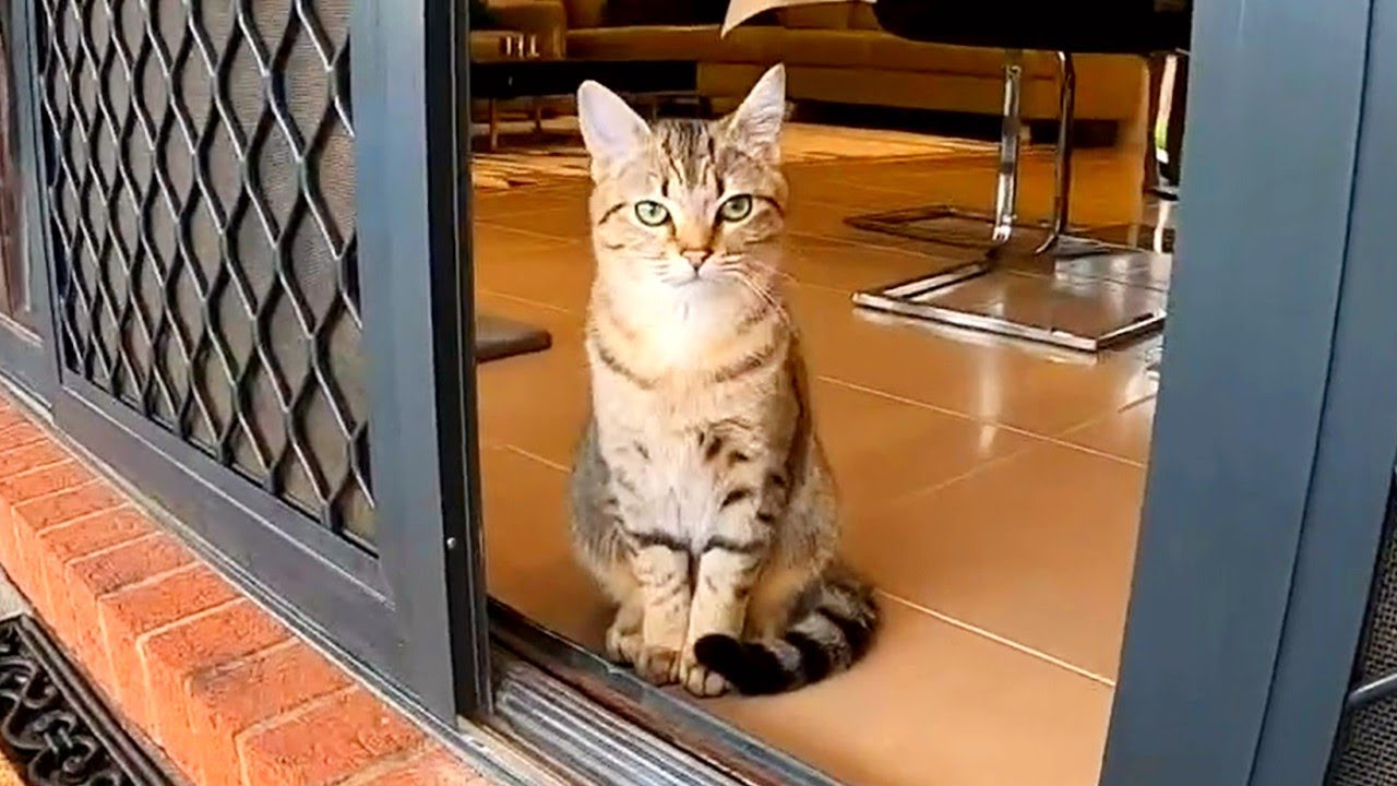 1 Hour of Cat Cuteness: Ultimate Relaxation for Cat Lovers! #cats #cat ...