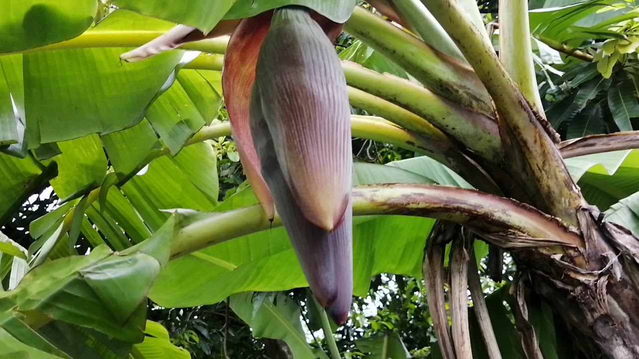 tanaman pisang tuntut gedang cocok untuk sayur mp4 - YouTube