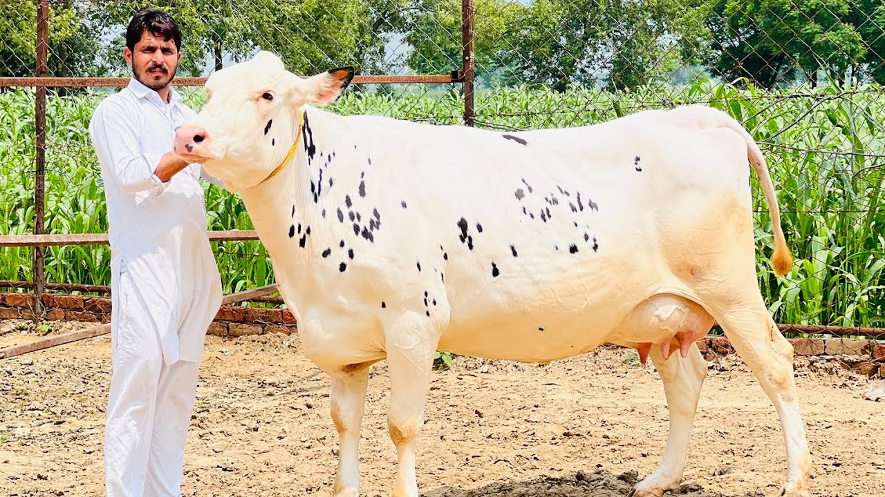 Top Breed of Punjab | Best cow seller in Punjab | Gurwinder Dairy Farm ...